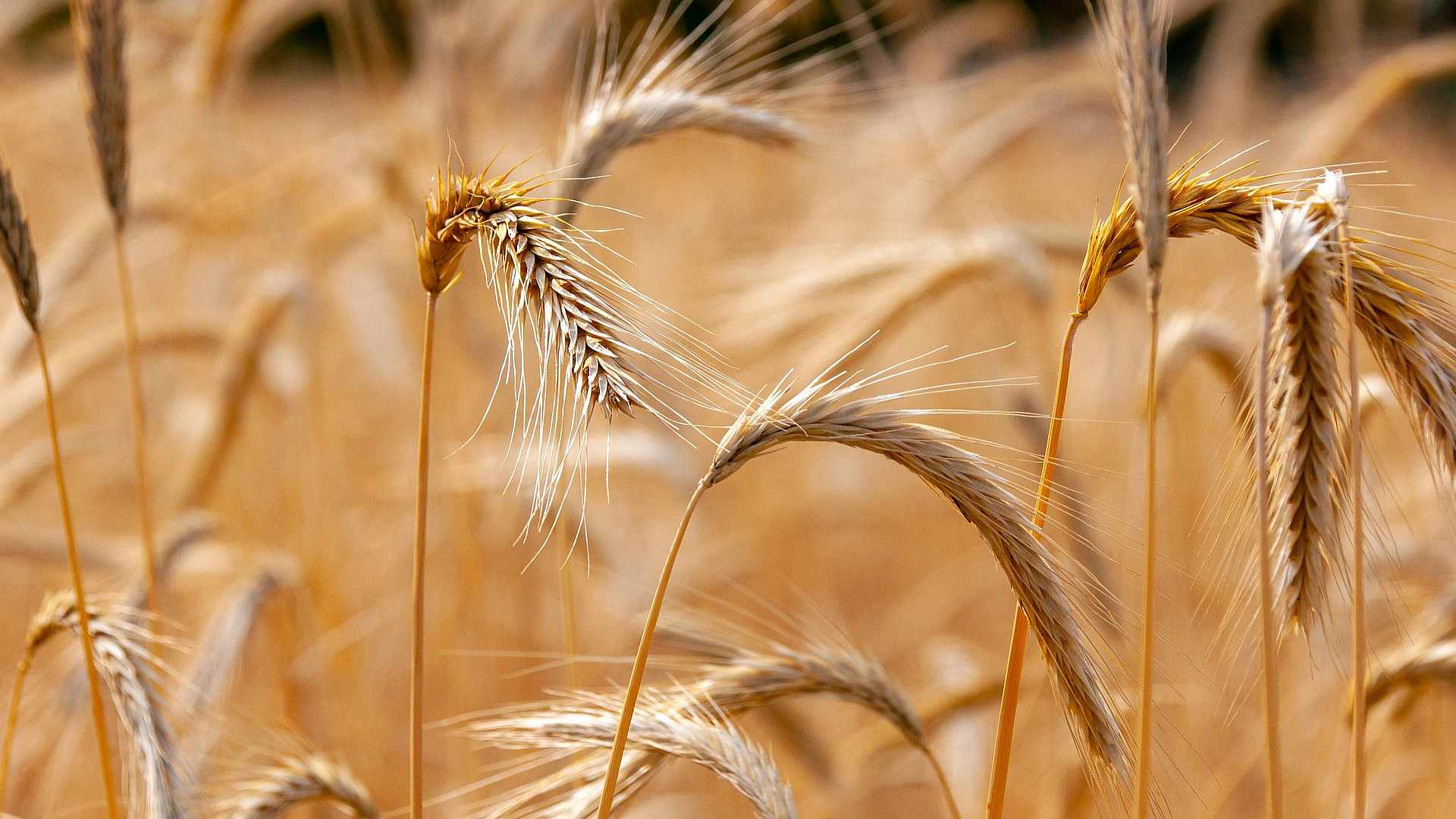 Bayer und BASF im Performance-Rausch und MustGrow Biologics als ...